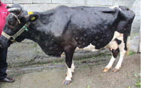 EuFMD vLearning: Study an Open Access Online Course